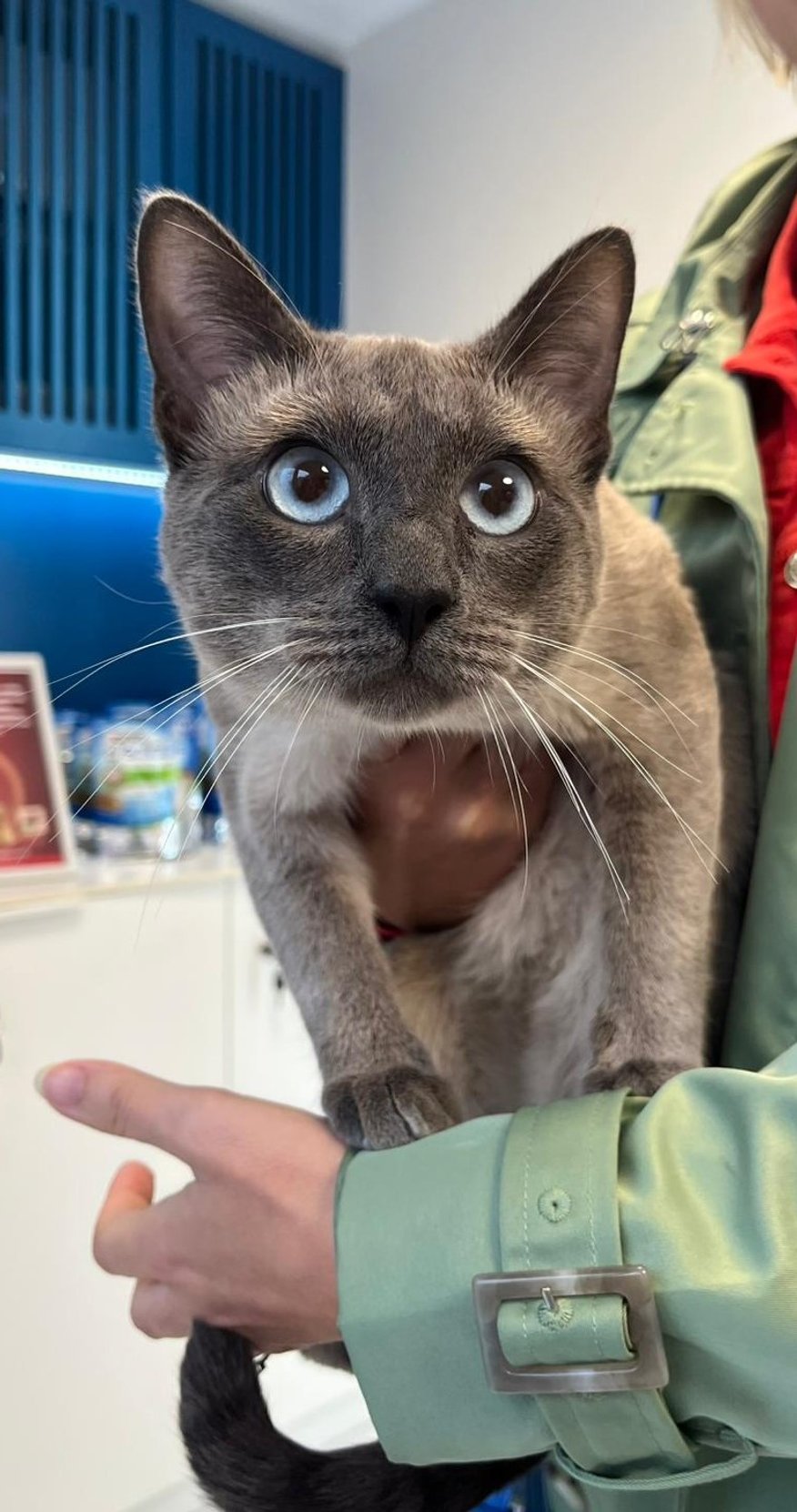 Kad pieaugušo kaķu barība vairs neder: pazīmes, ka mīlulim jāizvēlas senioru uzturs