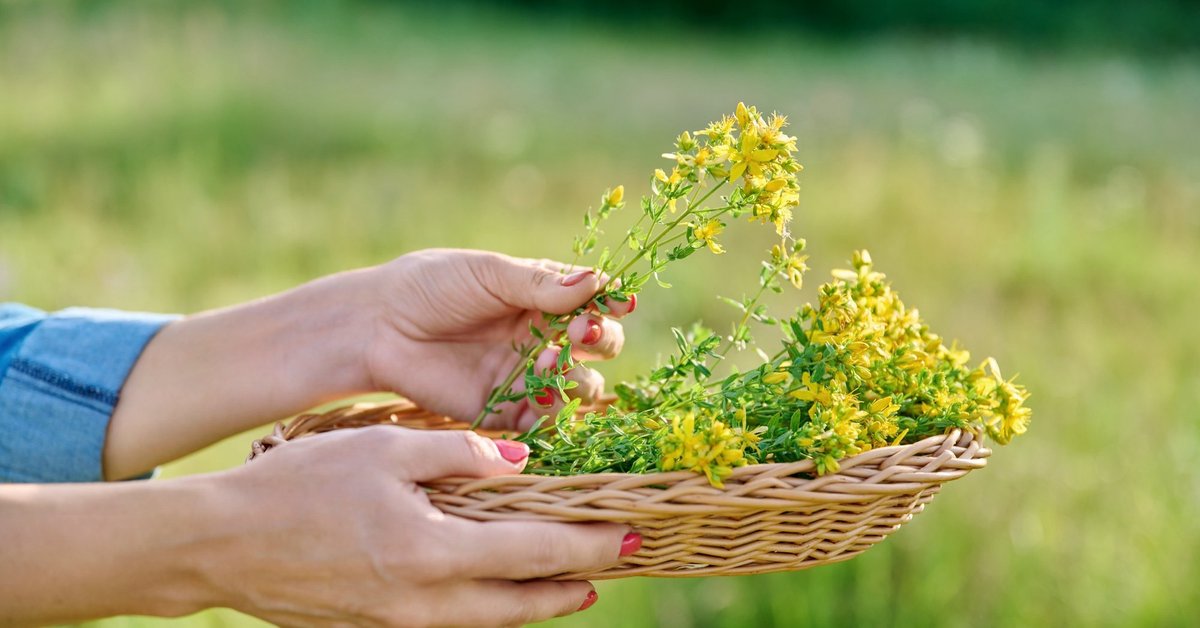 Piecas populāras jāņuzāles, kurām būtu jāaug katrā dārzā