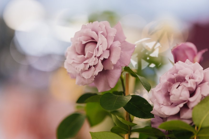 Bezmaksas "Rožu parāde" lielveikalā – simtiem šķirņu, krāsu un aromātu ...