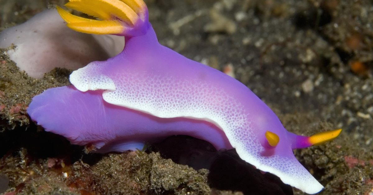 Neparasta daile zem ūdens – jūras gliemji