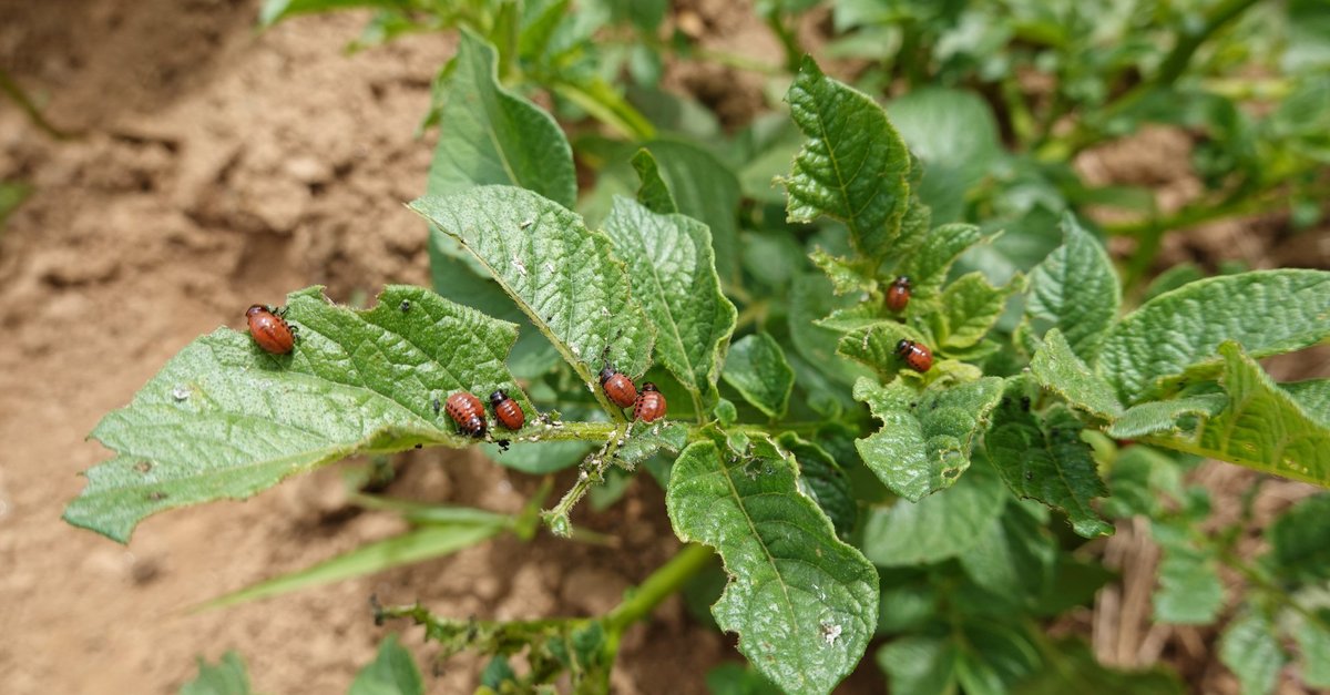 Ko stādīt blakus kartupeļiem, lai apmānītu nejaukās Kolorado vaboles