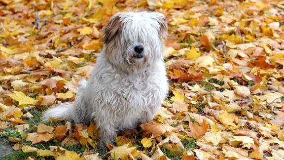 Sestdien sākas astronomiskais rudens