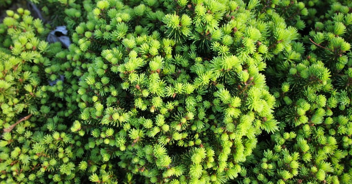 Video: Dekoratīvi skuju koki Kalsnavas arborētumā, ko var izaudzēt arī pašu dārzā