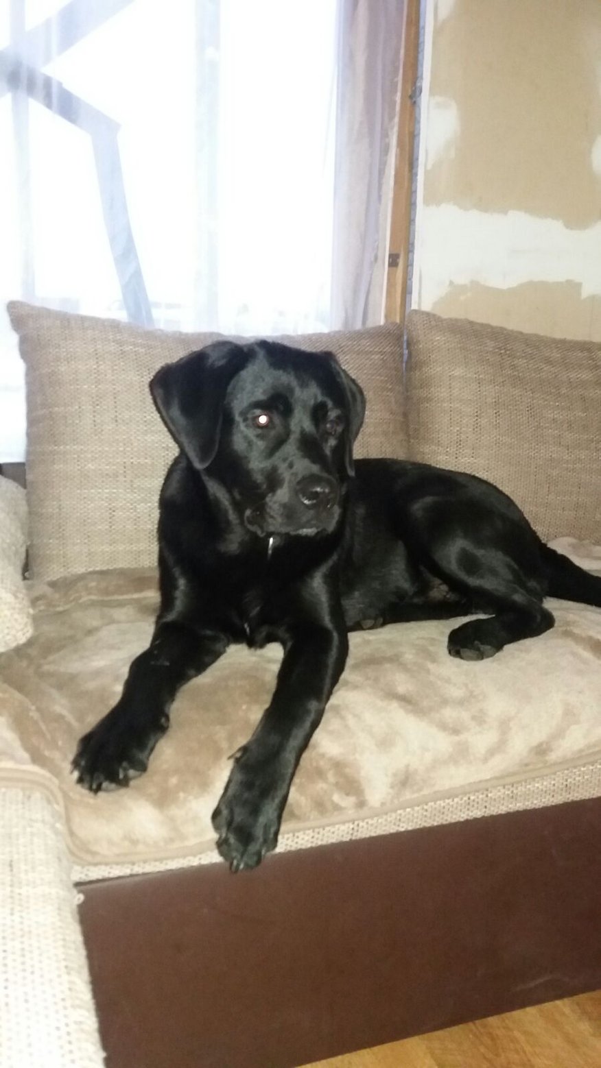 Pie Slokas karjera pazudis melns labradors Lords; saimnieki lūdz ...