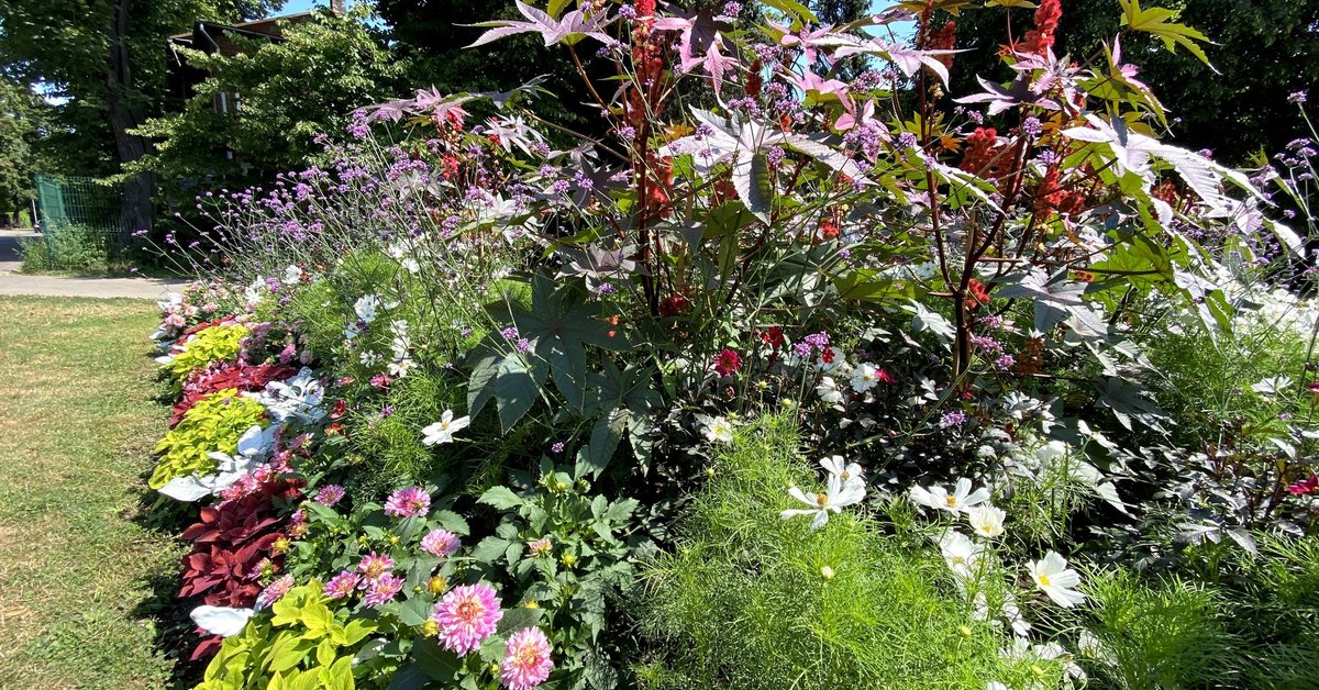 Kas aug 2021. gada Rīgas visskaistākajā puķu dobē